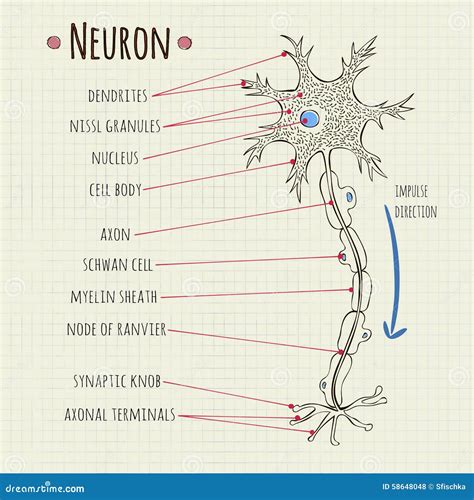 Vector Illustration Neuron Chart Stock Vector Illustration Of
