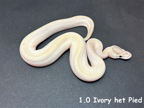 Ivory Het Pied Ball Python By Alex Ball Python Morphmarket