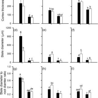 Root Diameter Specific Root Length And Root Tissue Density Of Pioneer Download Scientific