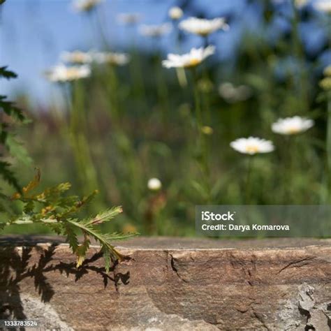 돌 연단 디스플레이와 3d 배경 천연 녹색 배경을 가진 천연 바위 받침대 식물이 있는 화장품 화장품 홍보를 위한 스탠드 0명에 대한 스톡 사진 및 기타 이미지 Istock