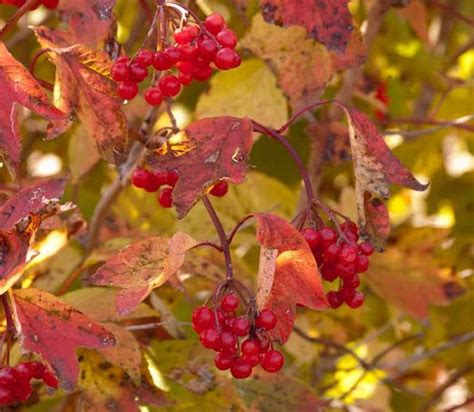 Shrubs That Produce Berries For Garden Wildlife GardenAdvice Co Uk