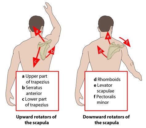 Snapping Scapula Syndrome Or Neurokinetic Therapy