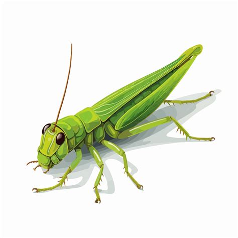 Detailed Grasshopper Vector Illustration Isolated On White Background
