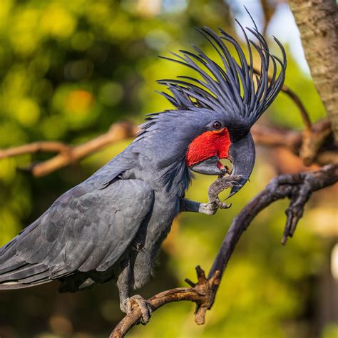 Black Palm Cockatoo