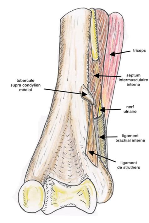 Nerf Ulnaire Au Coude Nerf Cubital Trajet Compression Libération Pr Eric Roulot