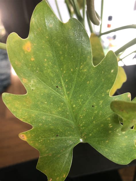 Tiny Red Bugs Suddenly Appearing All Over Rplantclinic