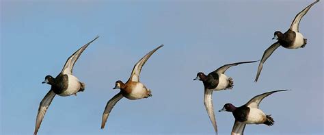 Cisco Ios 155 Isr 2901 To Ios Xe 166 169 Isr 4331 Migration