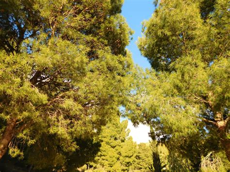 Download Trees Wallpaper Wallpapers Com