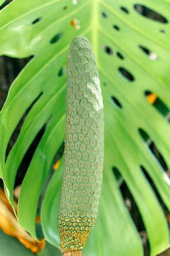 몬스 테라 잎 손바닥 실내 장식을 위한 열대 몬스테라 식물의 녹색 잎의 패턴 정글 식물학 식물 개념 0명에 대한 스톡 사진 및 기타 이미지 Istock