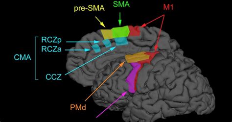 Premotor Cortex Characteristics And Functions Of This Brain Area