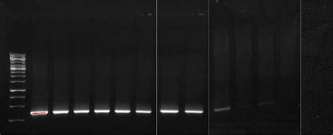 Electrophoretic Analysis Of Pcr Gradient Temperature Ranging From 50ºc