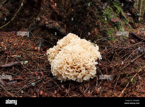 Sparassis Crispa Sometimes Called Cauliflower Fungus Delicious Edible