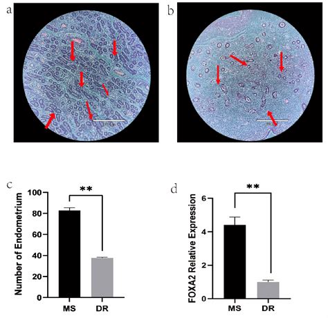 Figure 1 From An Integrative Atac Seq And Rna Seq Analysis Of The Endometrial Tissues Of Meishan