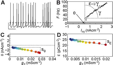 Figure 1 From A Theory Of Rate Coding Control By Intrinsic Plasticity Effects Semantic Scholar