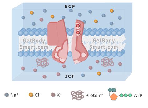 Sodium Potassium Pump Structure Nak Pump And Beyond Nak Atpase As A