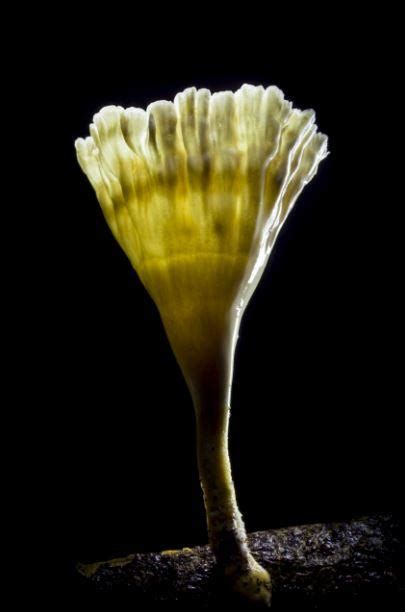 Cymatoderma Caperatum The Golden Chalice Mushroom Last Night In Inglis Fl R Mycology