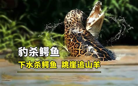 下水杀鳄鱼跳崖追山羊为一顿饭不计生死堪称地球全能猎手 纪录频道CN 纪录频道CN 哔哩哔哩视频