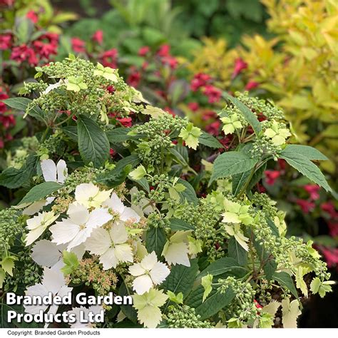 Hydrangea Cloud Nine Thompson And Morgan Hydrangea Cloud Nine Thompson And Morgan