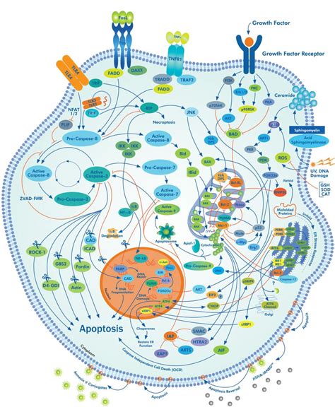 Apoptosis Signaling Interactive Pathway Novus Biologicals