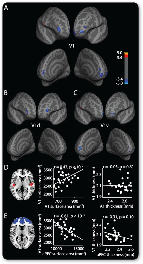 Anatomical Relationship Between Primary Visual Cortex And The Rest Of Download Scientific
