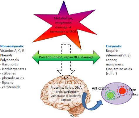 Figure 2 From Nutritional Modulation Of Cognitive Function And Mental Health Semantic Scholar
