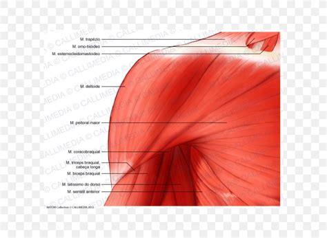 Deltoid Muscle Anatomy