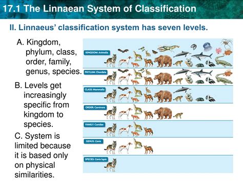 What Are The 7 Levels Of Classification For A Fish At Jamie Anthony Blog