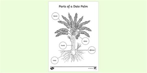Free Date Palm Diagram Colouring Sheet Colouring Sheets