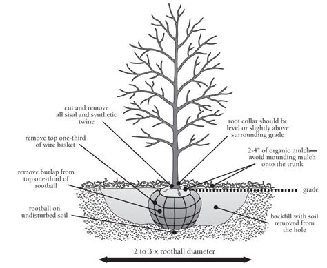 Urban Site Considerations For Planting Trees
