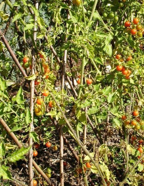 Cherry Tomato Lycopersicon Esculentum Var Cerasiforme Hawaiian