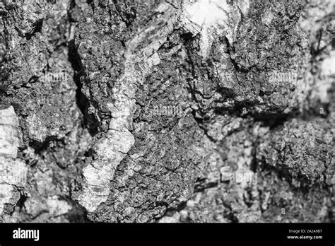 Bark Of A Birch Tree Closeup Black And White Stock Photo Alamy