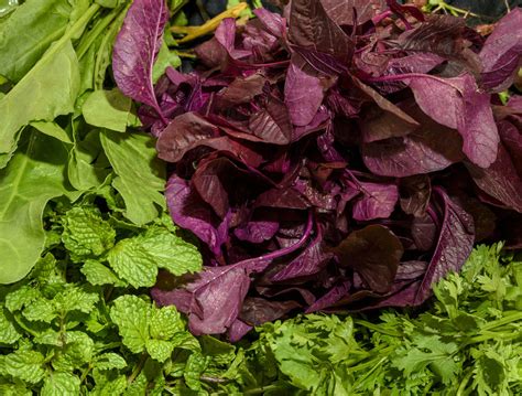 What Are The Best Vegetables For Muscle Growth Jcf