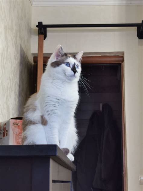 Создать мем кошечка кошка порода рэгдолл Картинки Meme