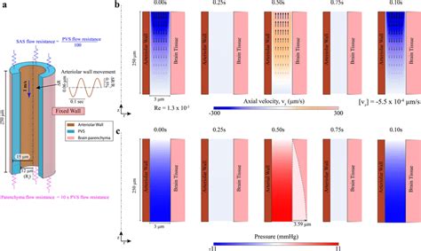 Modeling Fluid Flows And Induced Pressures While Ignoring Brain