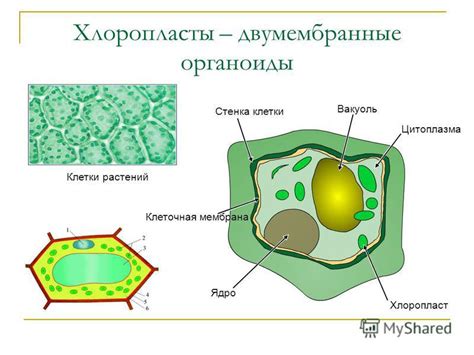 Презентация на тему Пластиды Пластиды основной органоид клеток