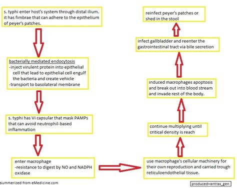 Leap Further Thyphoid Fever