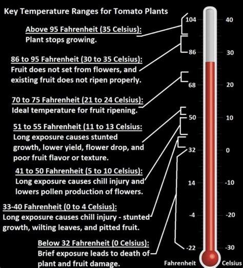 Temperature Ranges For Tomato Plants Coldest And Hottest Greenupside
