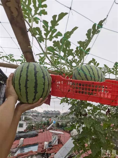 家里能种西瓜吗自家地里怎么种西瓜西瓜可以室内种植吗第10页大山谷图库