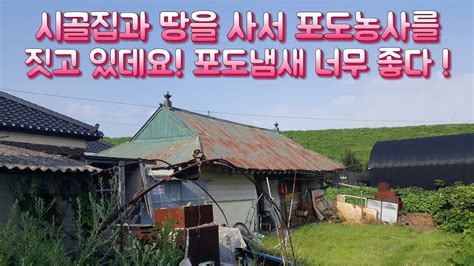 시골집과 땅을 사서 포도 농사를 짓고있데요 포도냄새 너무 좋다 멋진옛날집 멋진여행 옛날골동품 멋진풍경 시골들판 Youtube