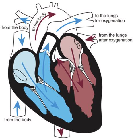 Diagram Of Lecture Final Diagram 14 14 Quizlet