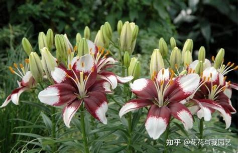 百合花怎么种植 百合花的种植技巧和注意事项 知乎