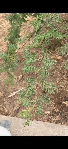 Forest Trees Quiz Flashcards Quizlet Forest Trees Quiz Flashcards Quizlet