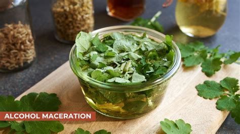 Decoction Extraction A Comprehensive Guide To The Ancient And Modern