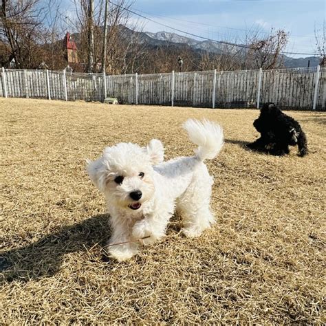 비숑프리제두유 강아지책임분양 강아지분양 고양이분양 컴투펫 시츄 셔틀랜드쉽독 말티푸 미니핀 치와와 요크셔테리어 포메라니안 말티즈 분양