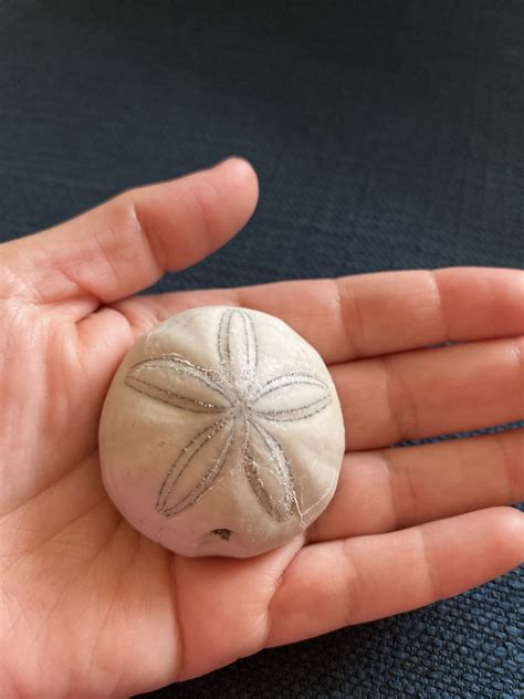 ID Needed Fossil ID The Fossil Forum