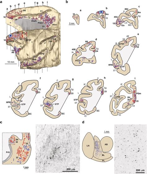 Distribution Of The Anterograde Red Dots And Retrograde Blue Dots Download Scientific