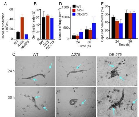 The Effects Of 275 On Conidial Production Germination Trap Formation Download Scientific