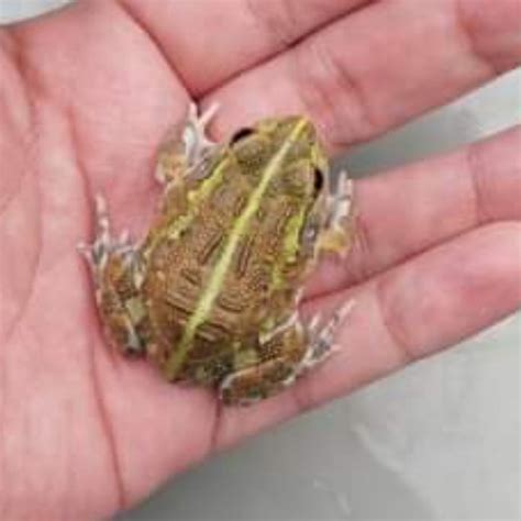 Jual Kodok Pixie Pixie Frog African Bull Frog Kota Bekasi Nf