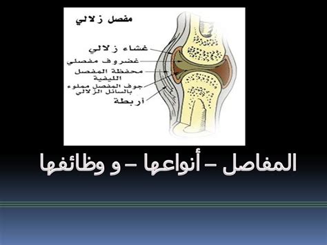 بحث حول المفاصل أنواعها و وظائفها