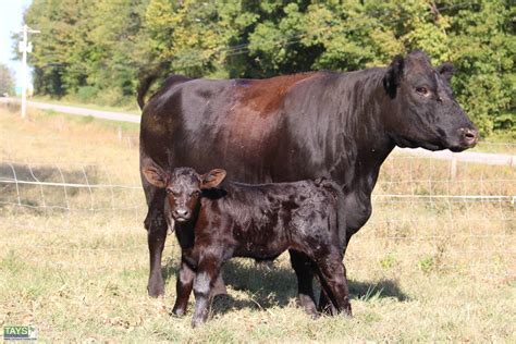 Tays Realty And Auction Auction Online Cattle Sale 5th Annual Gods Country All Breed Female